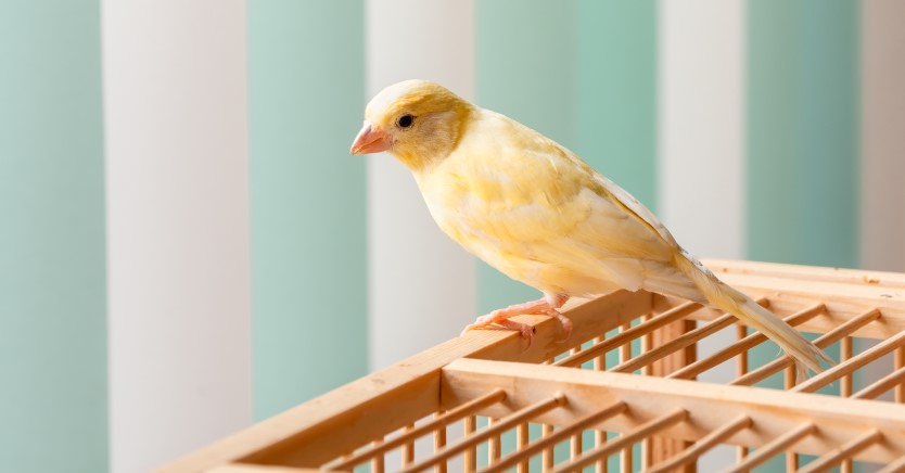 Ask Dr. Jenn | My Female Canary Has Started Laying Eggs. What Care ...